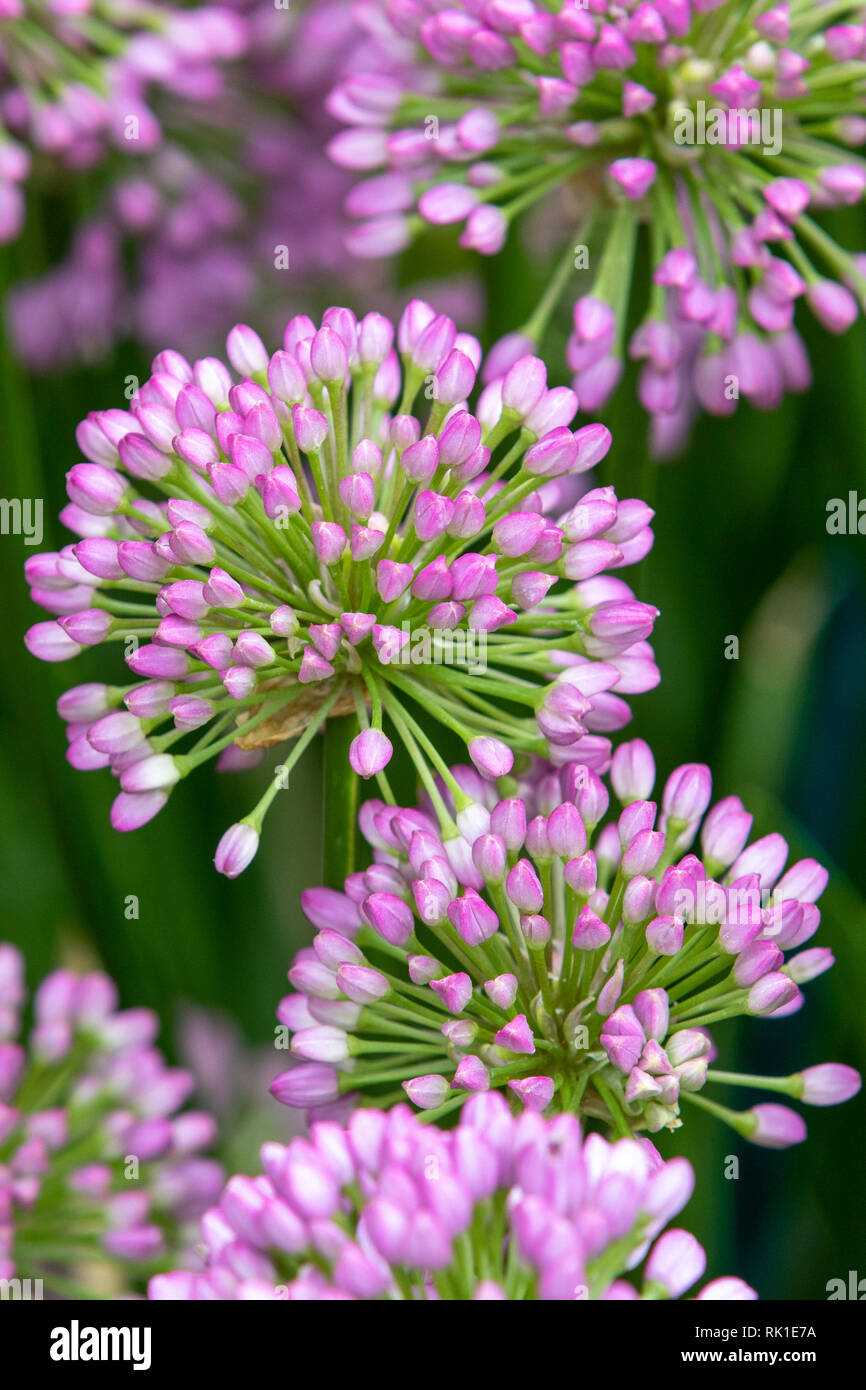 Allium (Millenium) in full flower Stock Photo - Alamy
