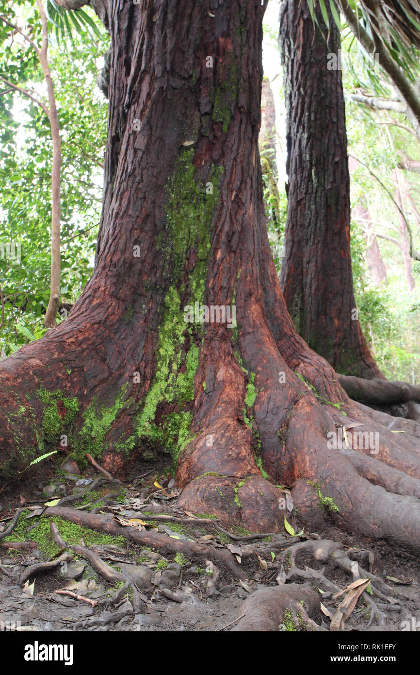 The base and roots of a giant Redwood tree on the Waikamoi Nature Trail ...