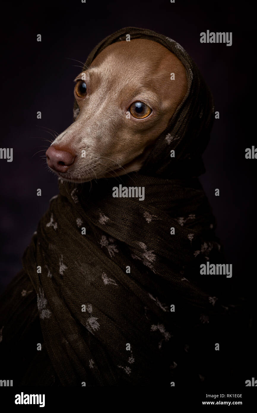 Italian Greyhound dog with Arabian Hijab. In studio with dark ...