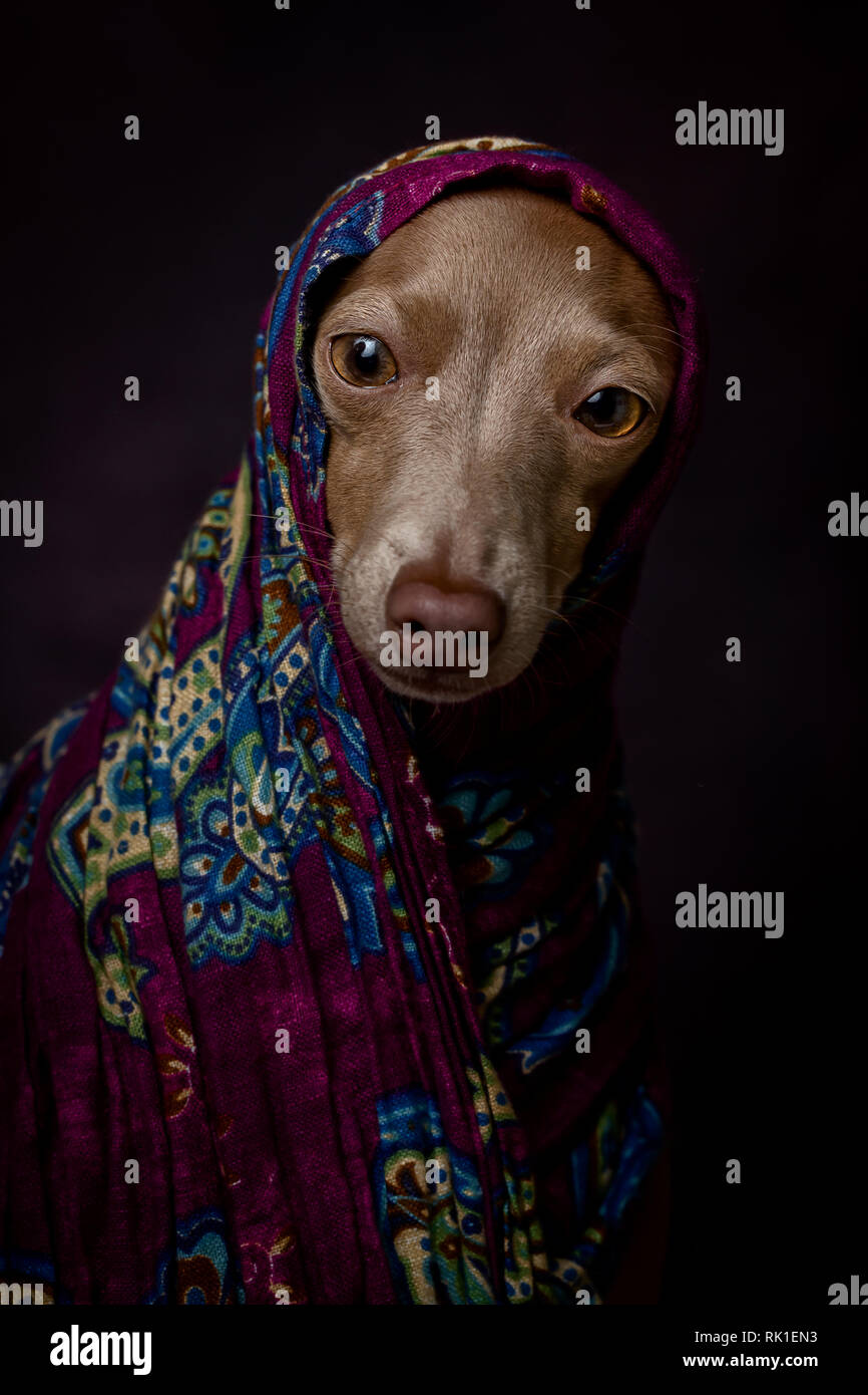Italian Greyhound dog with Arabian Hijab. In studio with dark ...