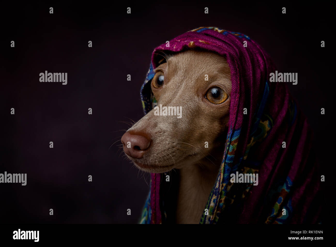 Italian Greyhound dog with Arabian Hijab. In studio with dark ...
