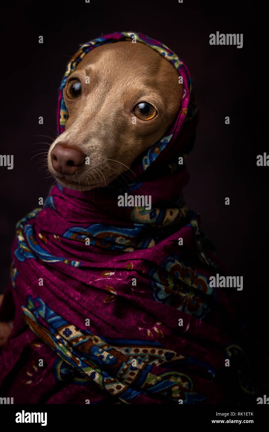 Italian Greyhound dog with Arabian Hijab. In studio with dark ...