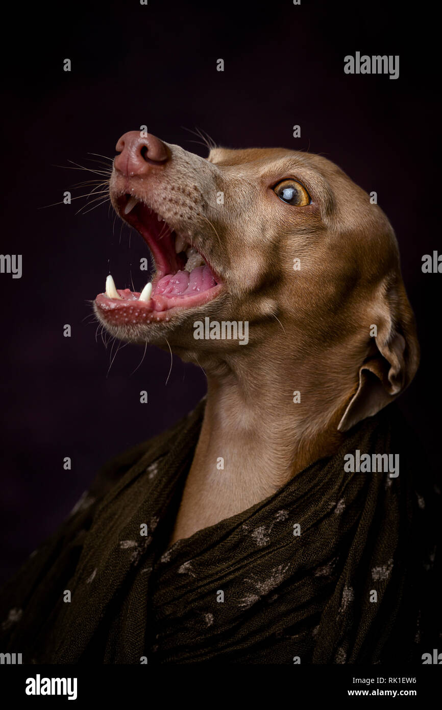 Italian Greyhound dog with Arabian Hijab. In studio with dark ...