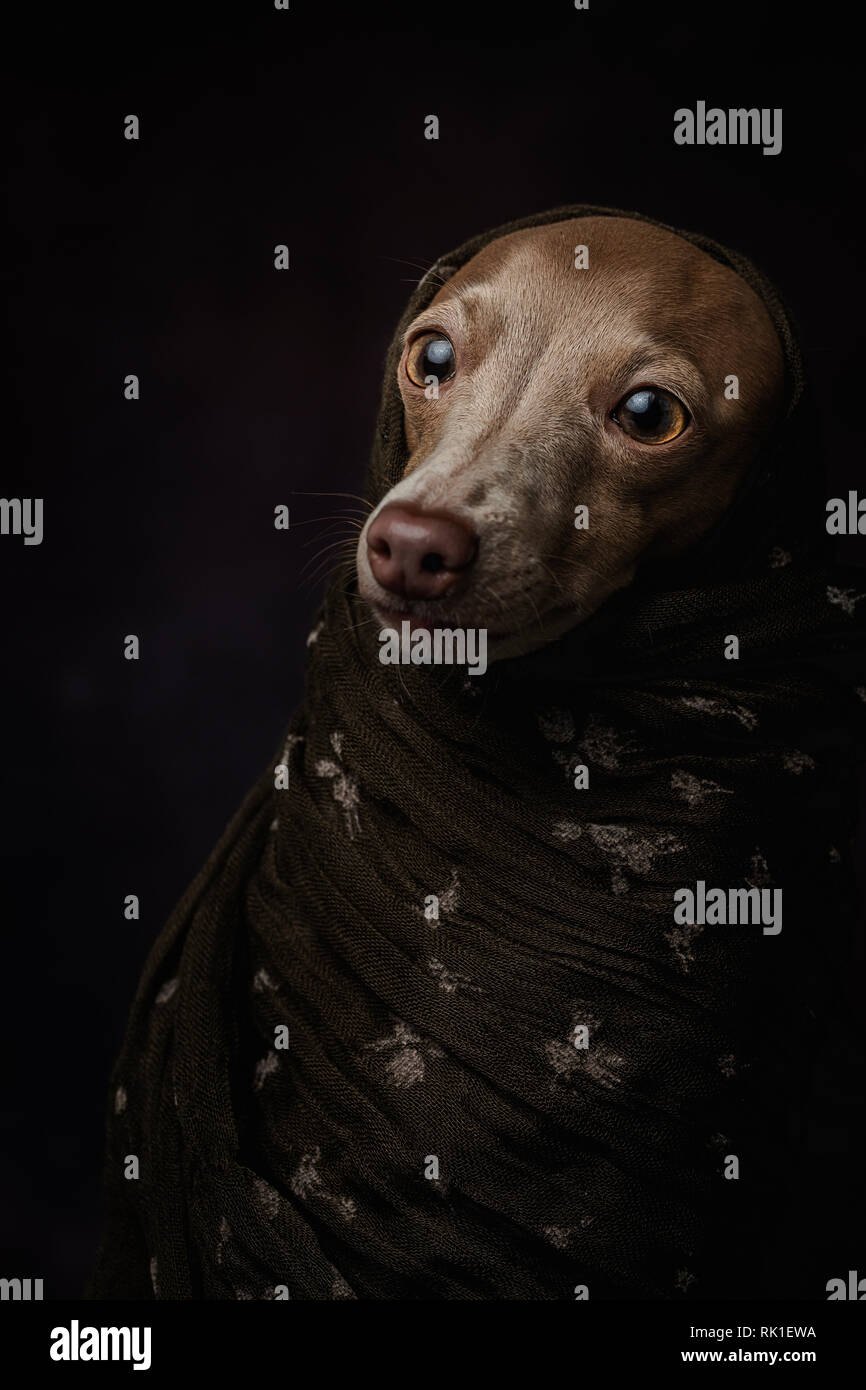 Italian Greyhound dog with Arabian Hijab. In studio with dark ...