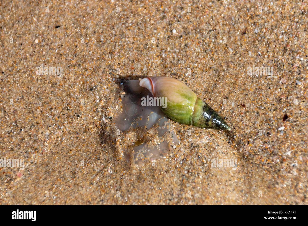 A close up view of sea snail burrowing back into the sand Stock Photo ...