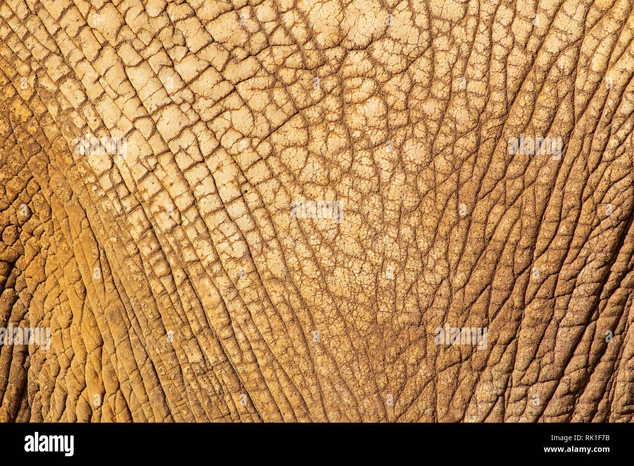 Elephant background and texture close-up Stock Photo - Alamy