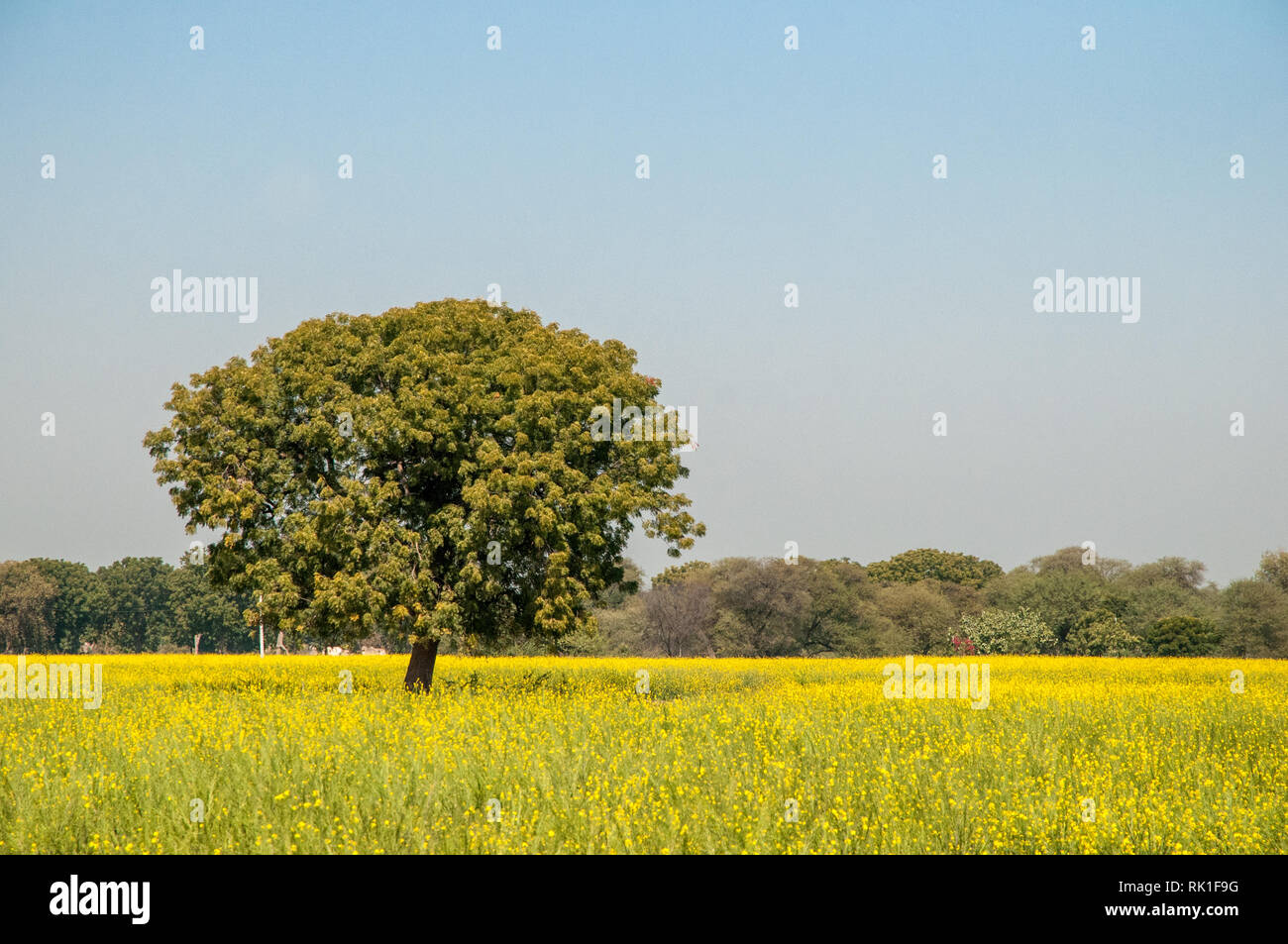 Rapeseed growing in a field hi-res stock photography and images - Alamy