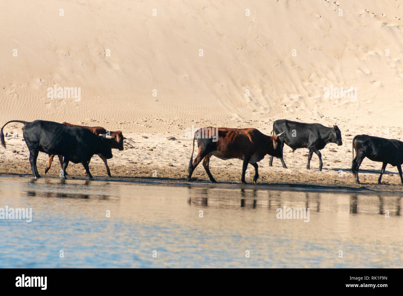 Crow foot prints hi-res stock photography and images - Alamy