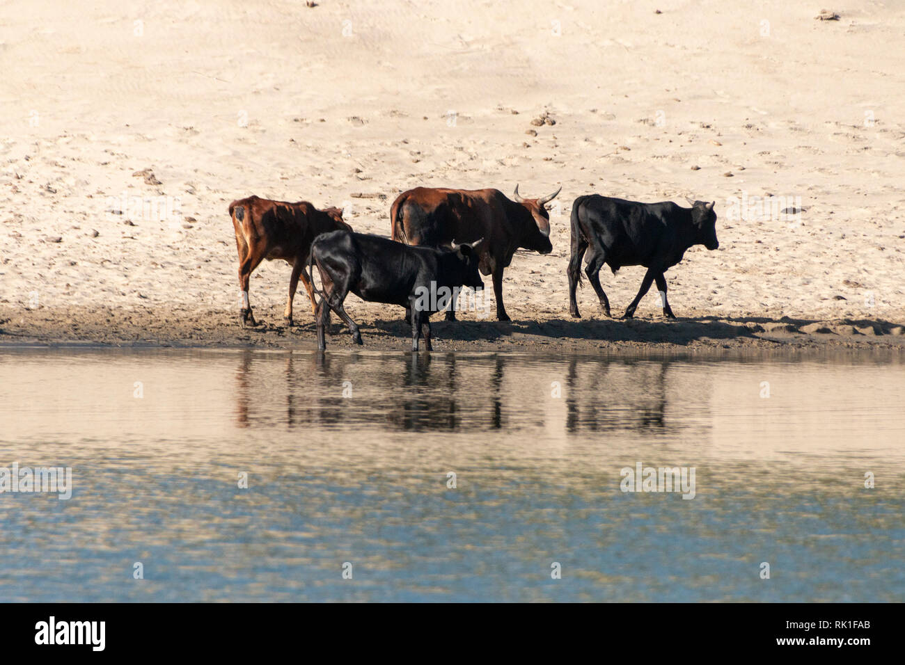 A close up view of a cows walking on the bottom of the sand banks on ...