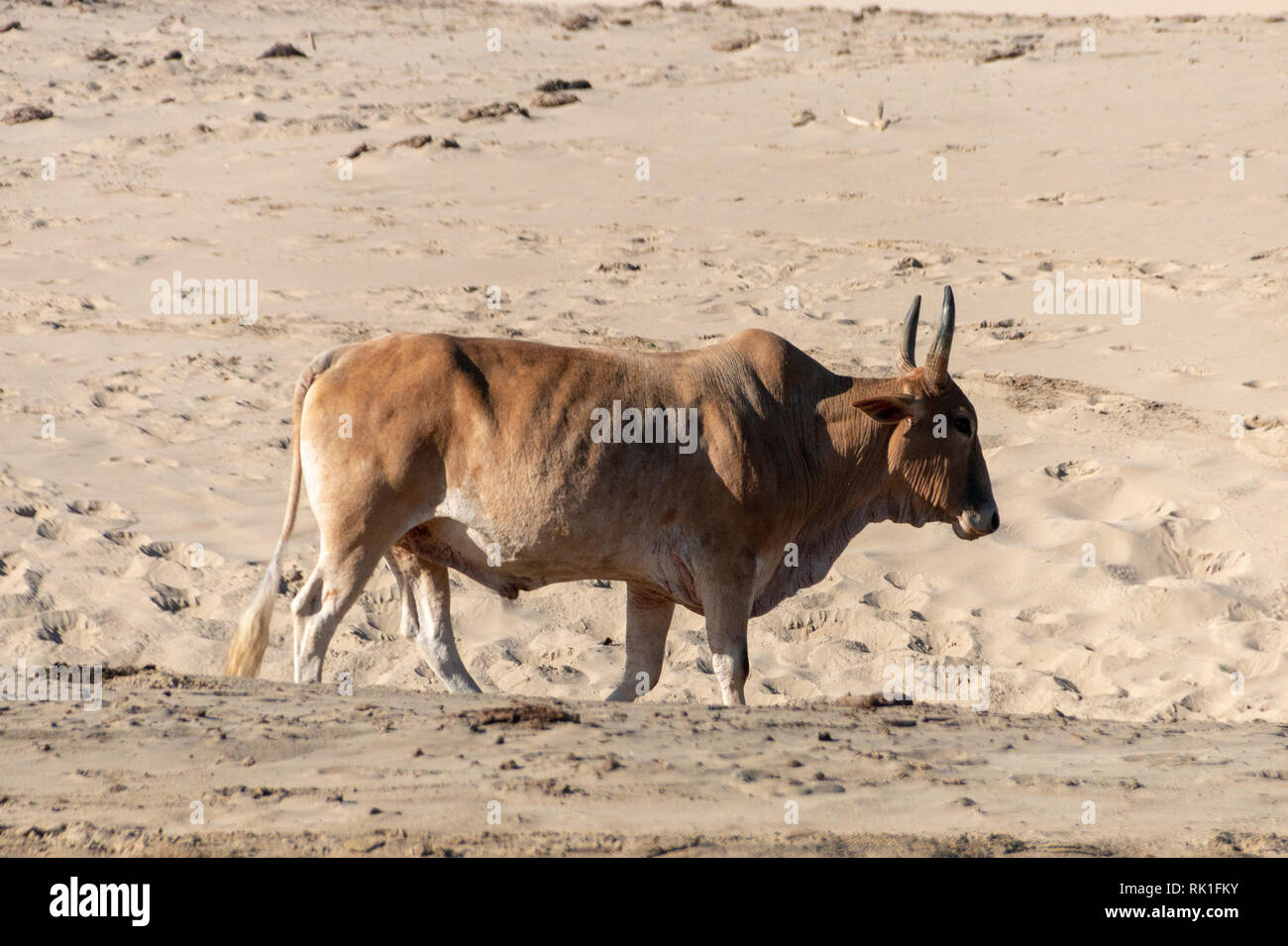 A close up view of a cow walking on the bottom of the sand banks on the ...