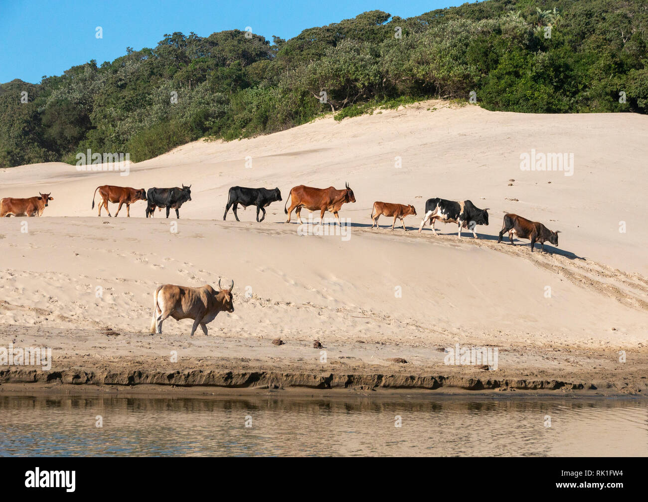 Cows up close hi-res stock photography and images - Alamy