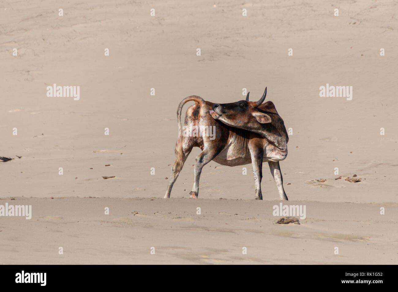 A close up view of a cow scratching its self on the beach sand Stock ...