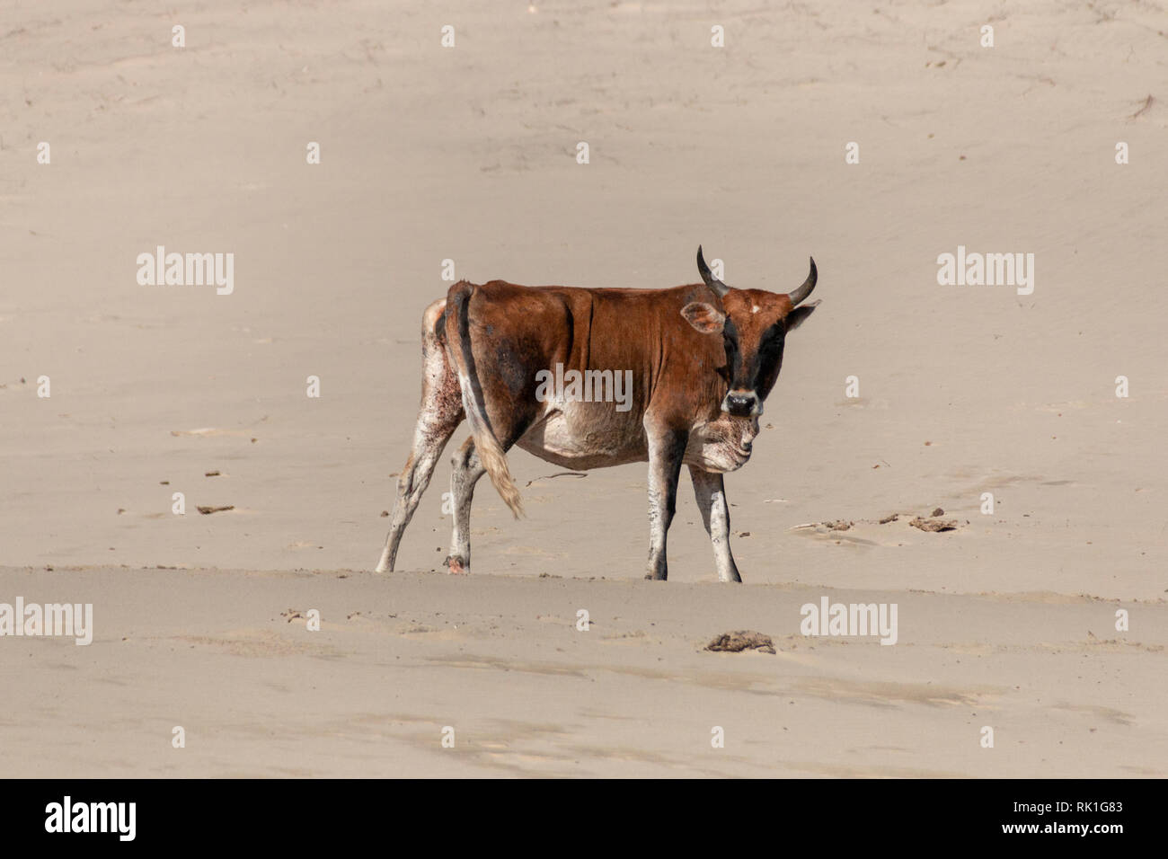 A close up view of a cow standing on the beach watching the ocean Stock ...