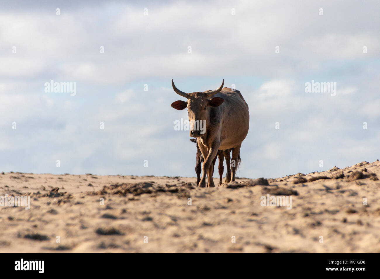 A close up view of a cows walking on the bottom of the sand banks on ...