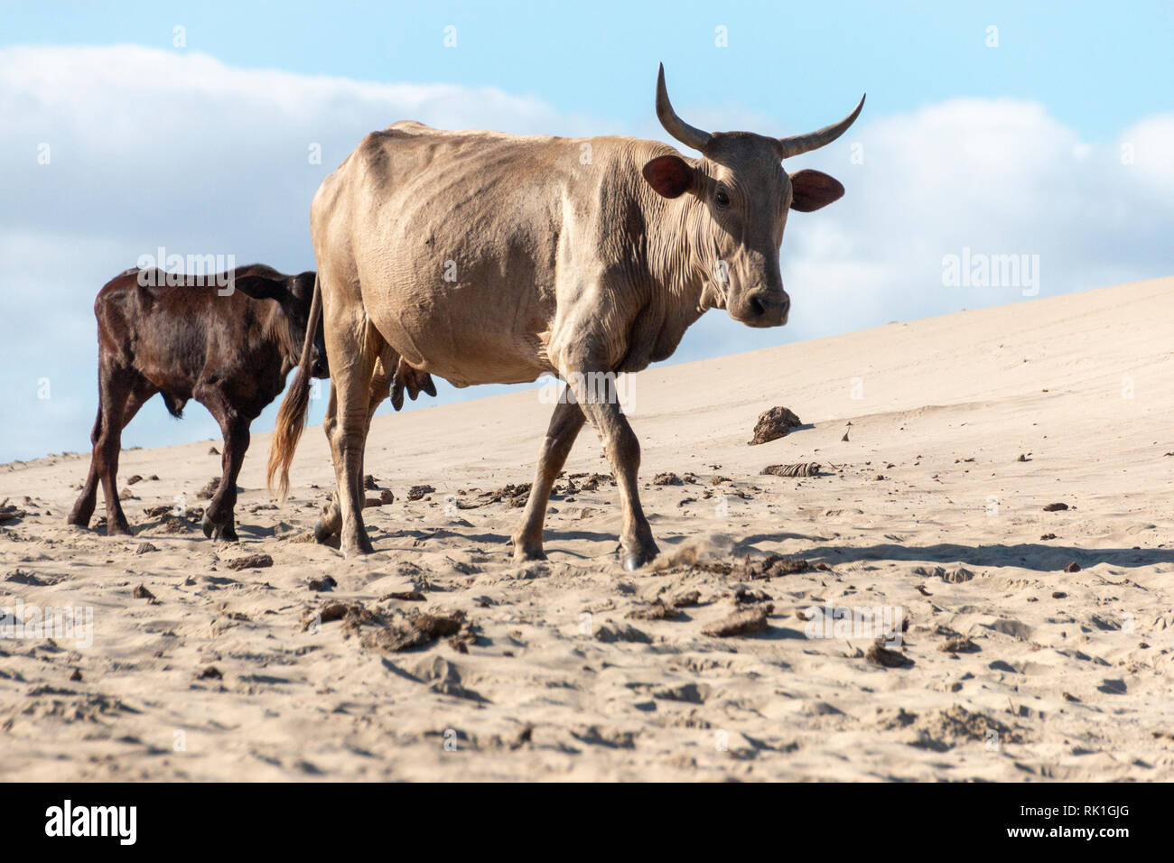 A close up view of a cows walking on the bottom of the sand banks on ...