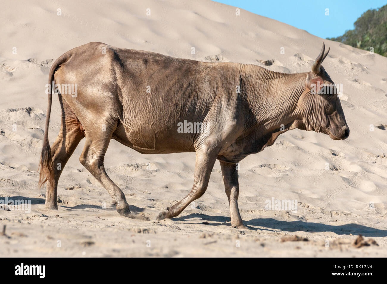 A close up view of a cows walking on the bottom of the sand banks on ...