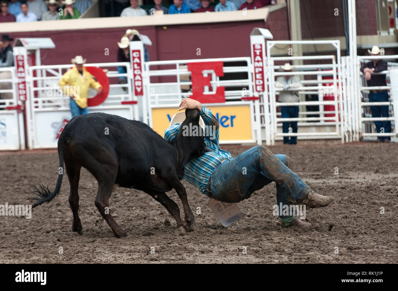 Wrestling steers hi-res stock photography and images - Alamy