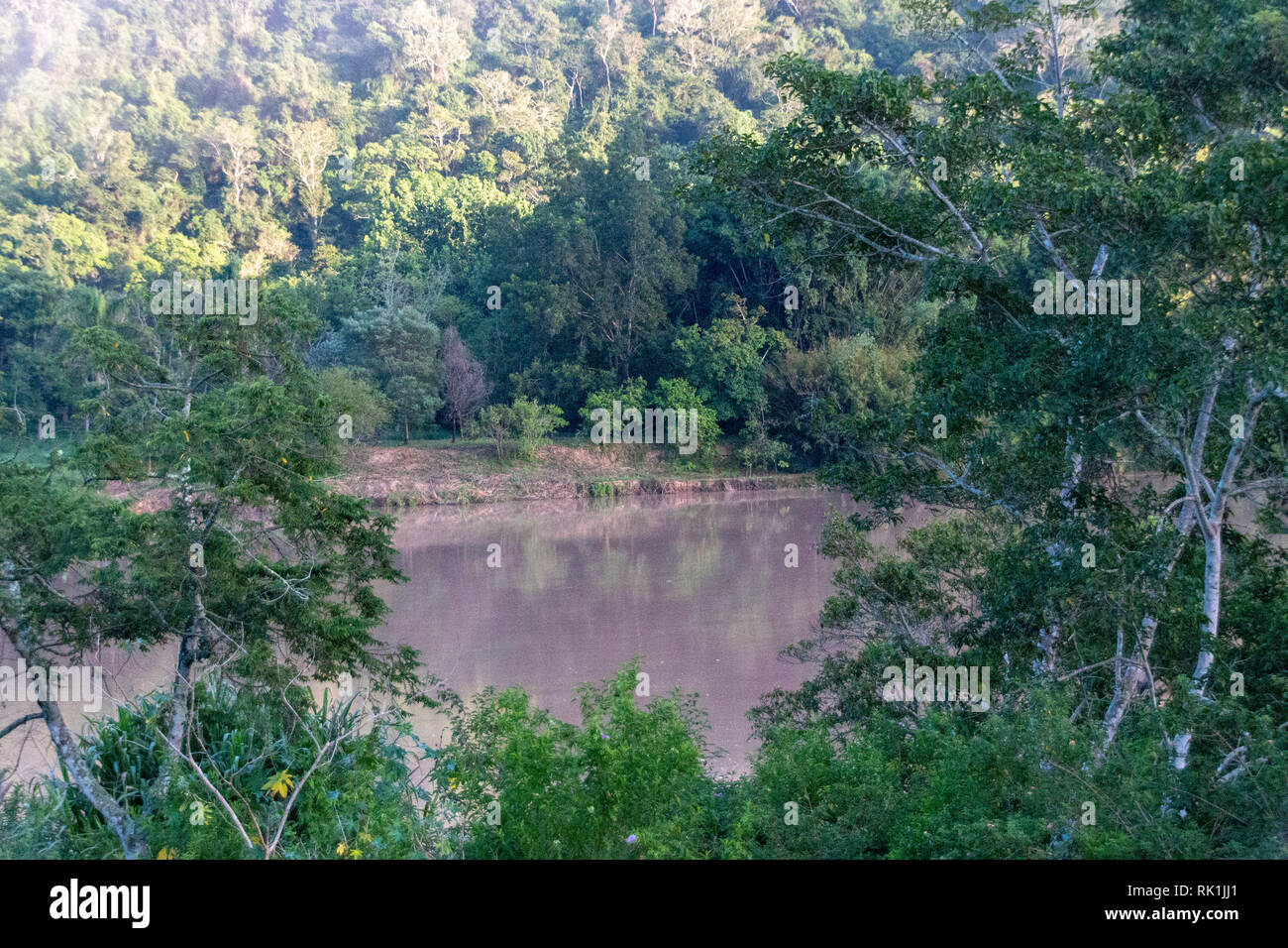 A few of the river through the forest of trees Stock Photo - Alamy