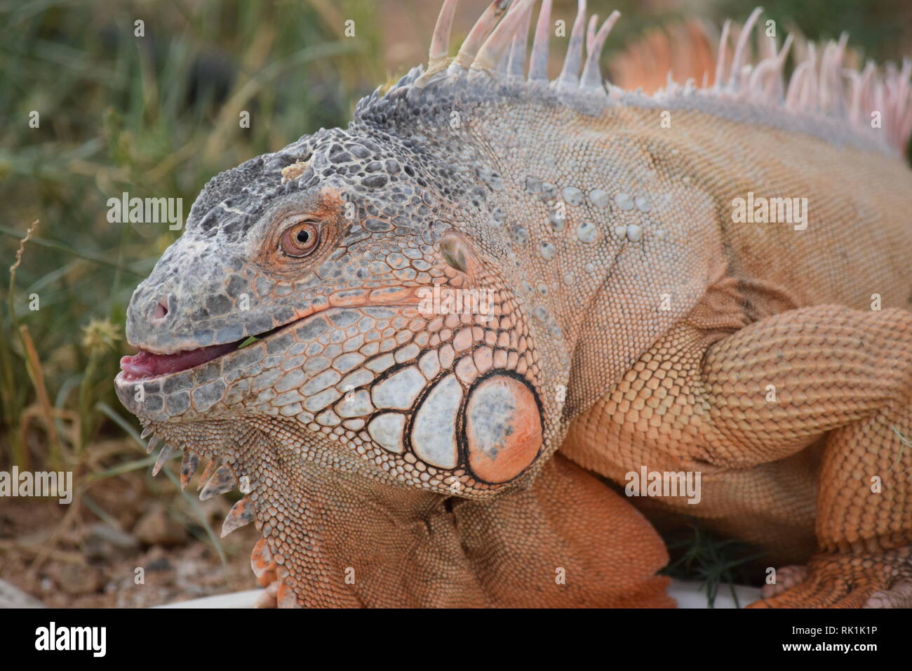 African lizard hi-res stock photography and images - Alamy