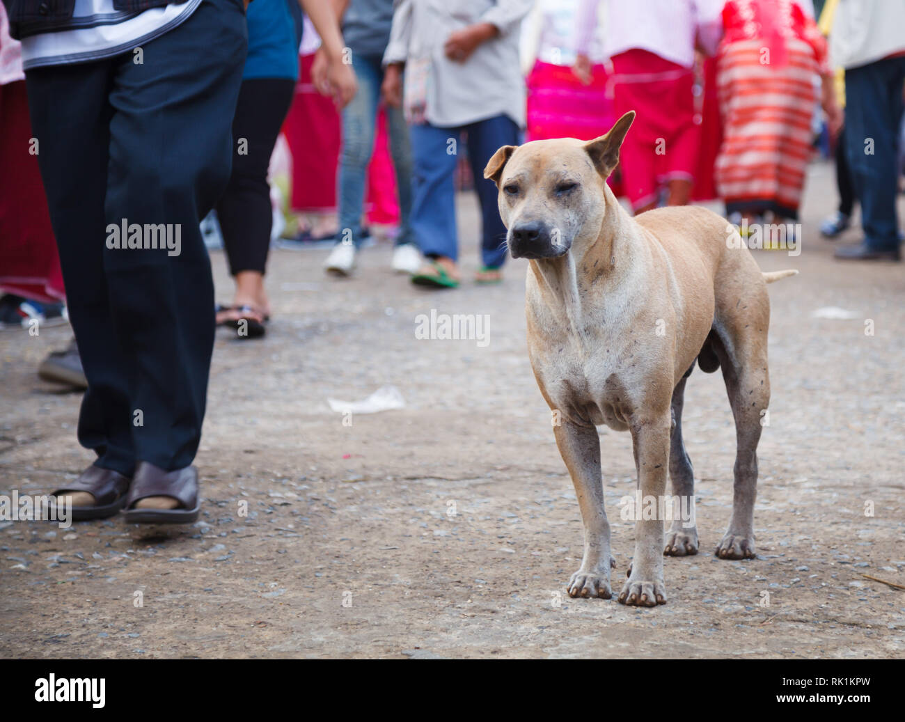 unattended stray mixed breed brown white colored street dog on ...