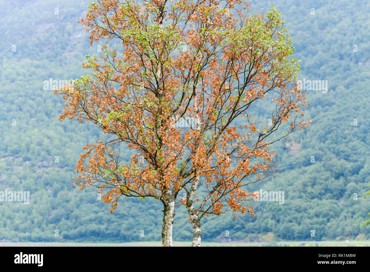 Woodland background hi-res stock photography and images - Alamy