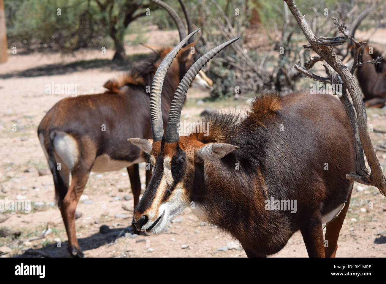 I believe these are Springbok Stock Photo - Alamy