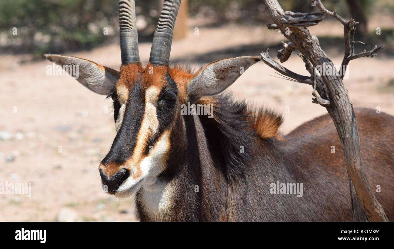 Springbok with horns hi-res stock photography and images - Alamy