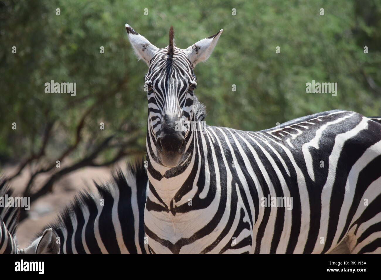 Zebras roam through the massive sanctuary enclosure at Out of Africa ...