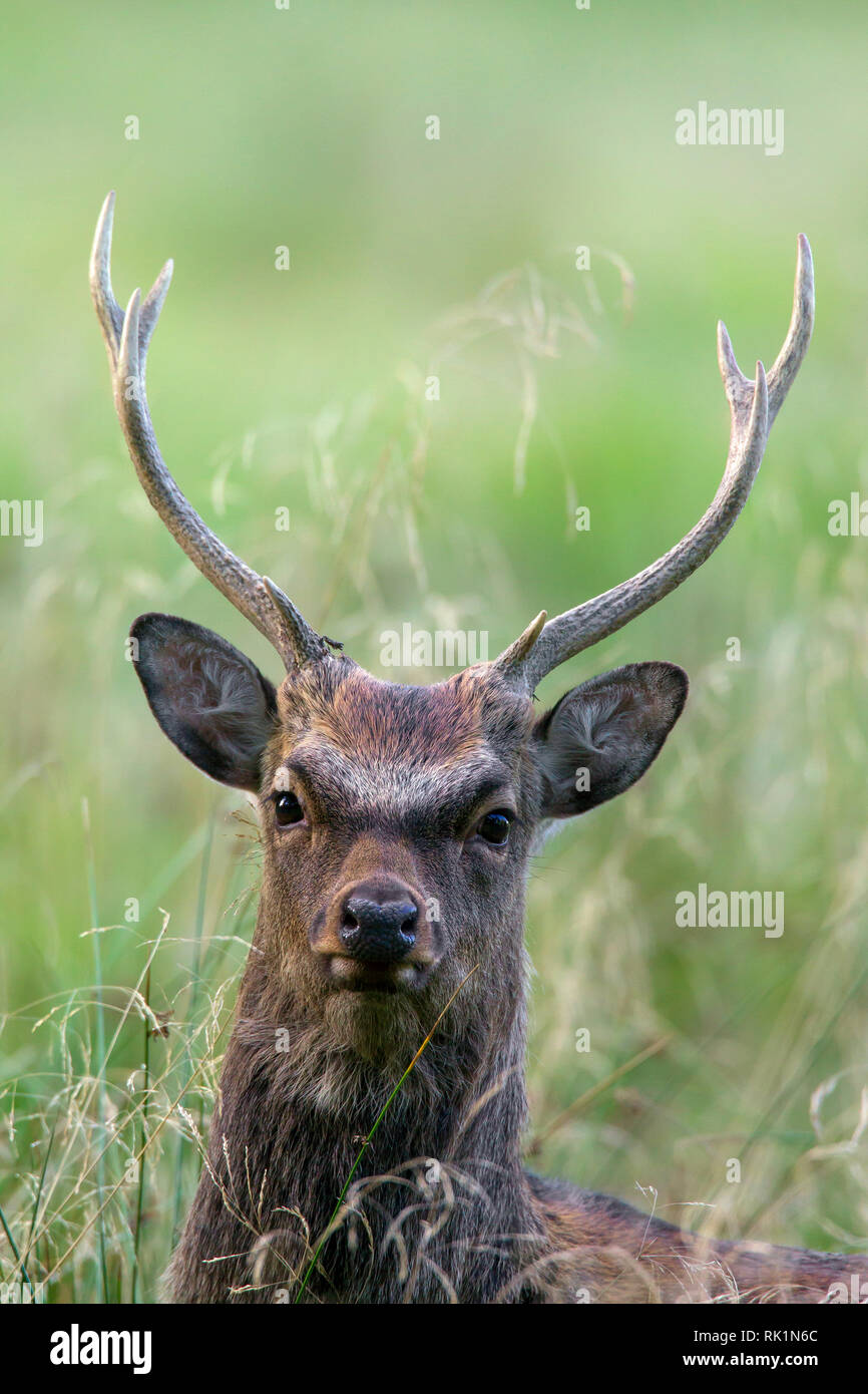 Sika deer / spotted deer / Japanese deer (Cervus nippon) close up ...
