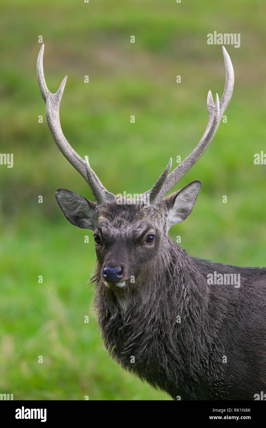 Native japanese deer hi-res stock photography and images - Alamy