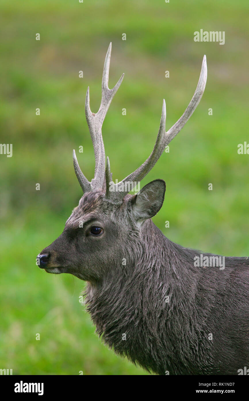 Sika deer / spotted deer / Japanese deer (Cervus nippon) close up ...