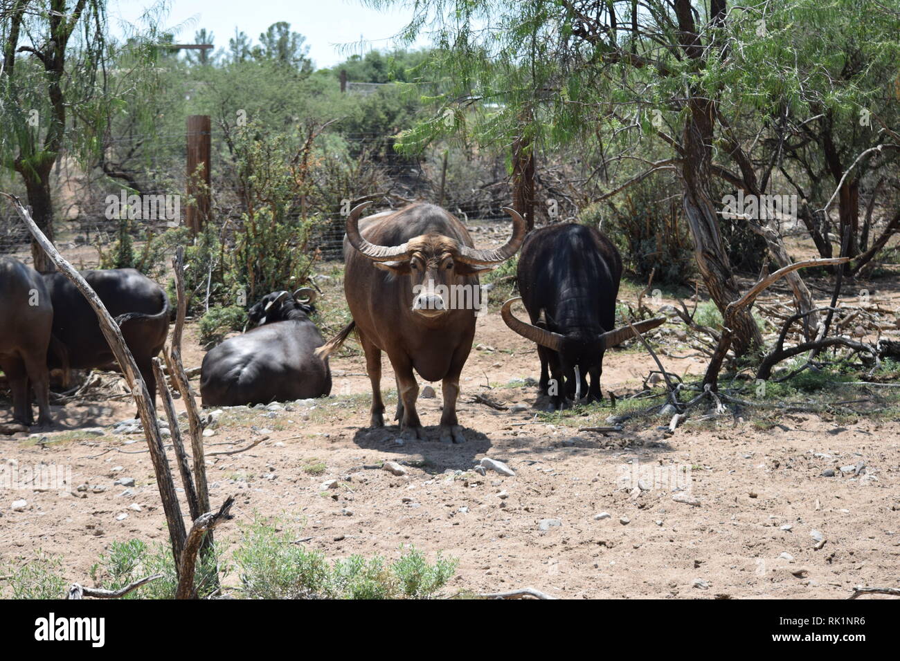 Angry buffalo hi-res stock photography and images - Alamy