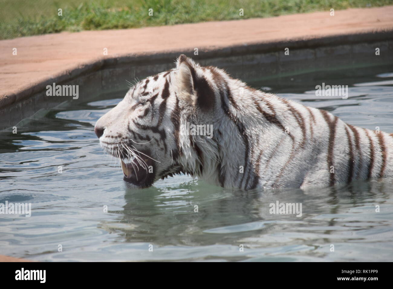 Wet tiger hi-res stock photography and images - Alamy
