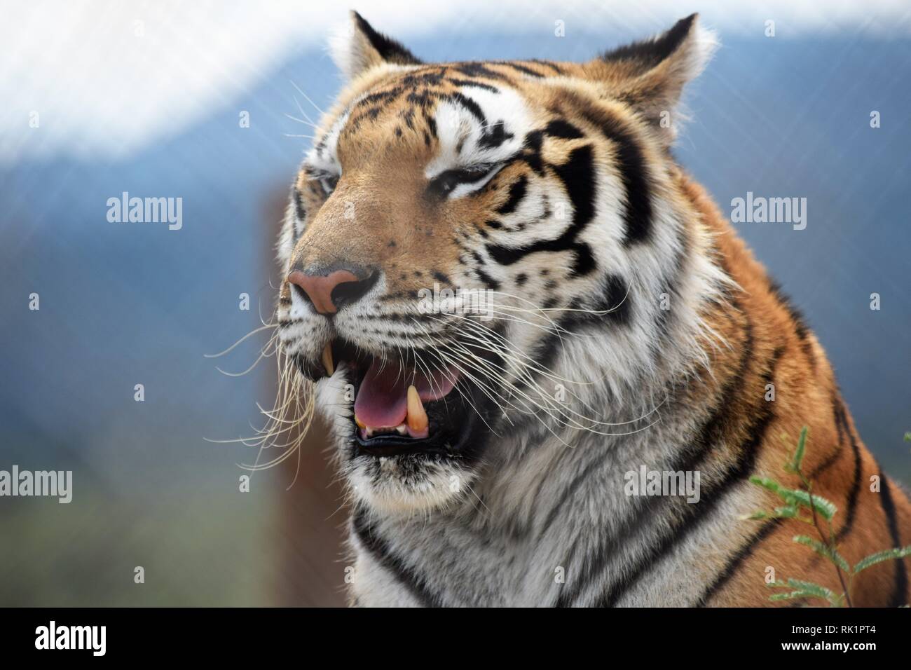Tiger africa hi-res stock photography and images - Alamy