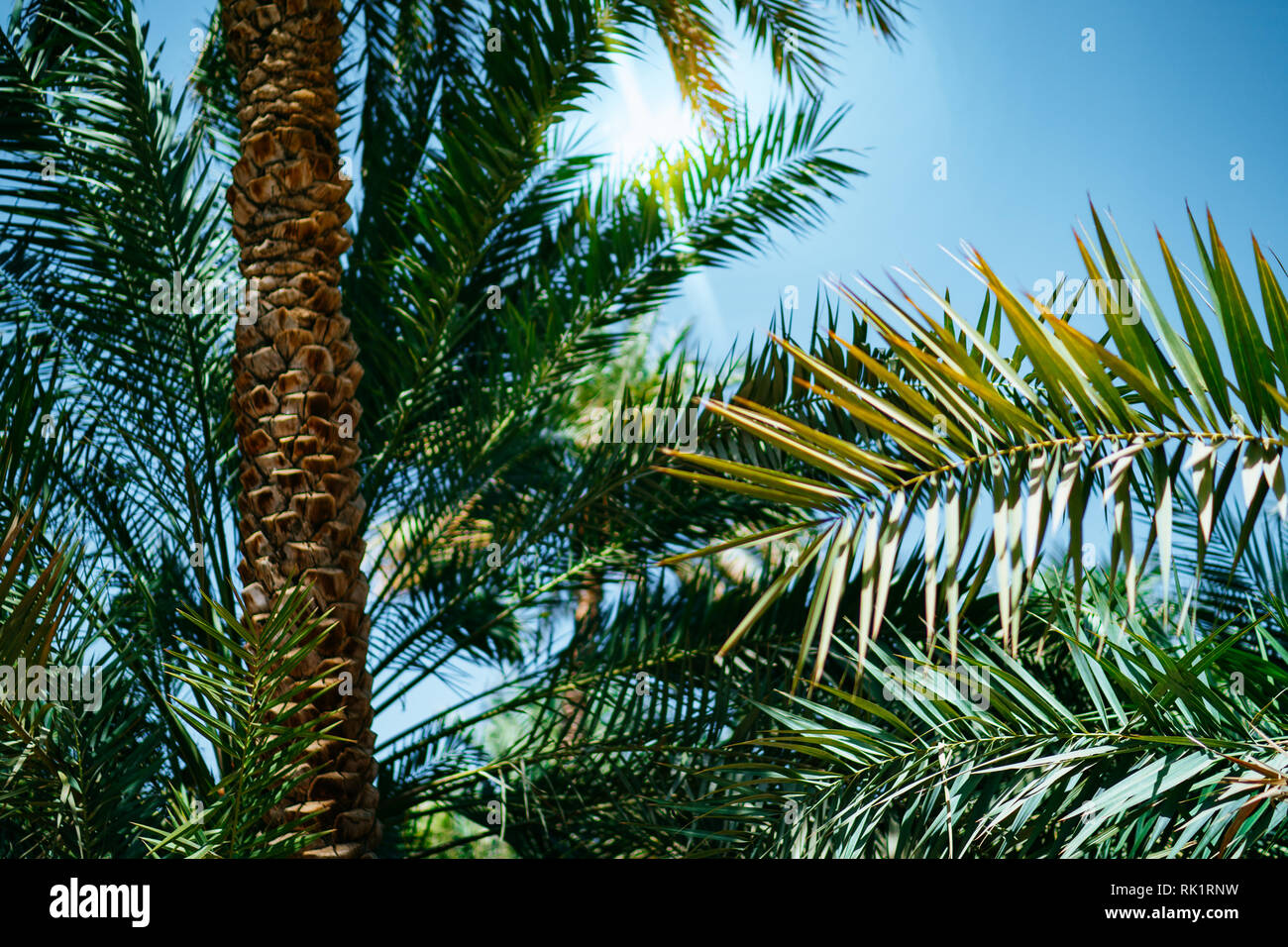 Lens flare tree hi-res stock photography and images - Alamy