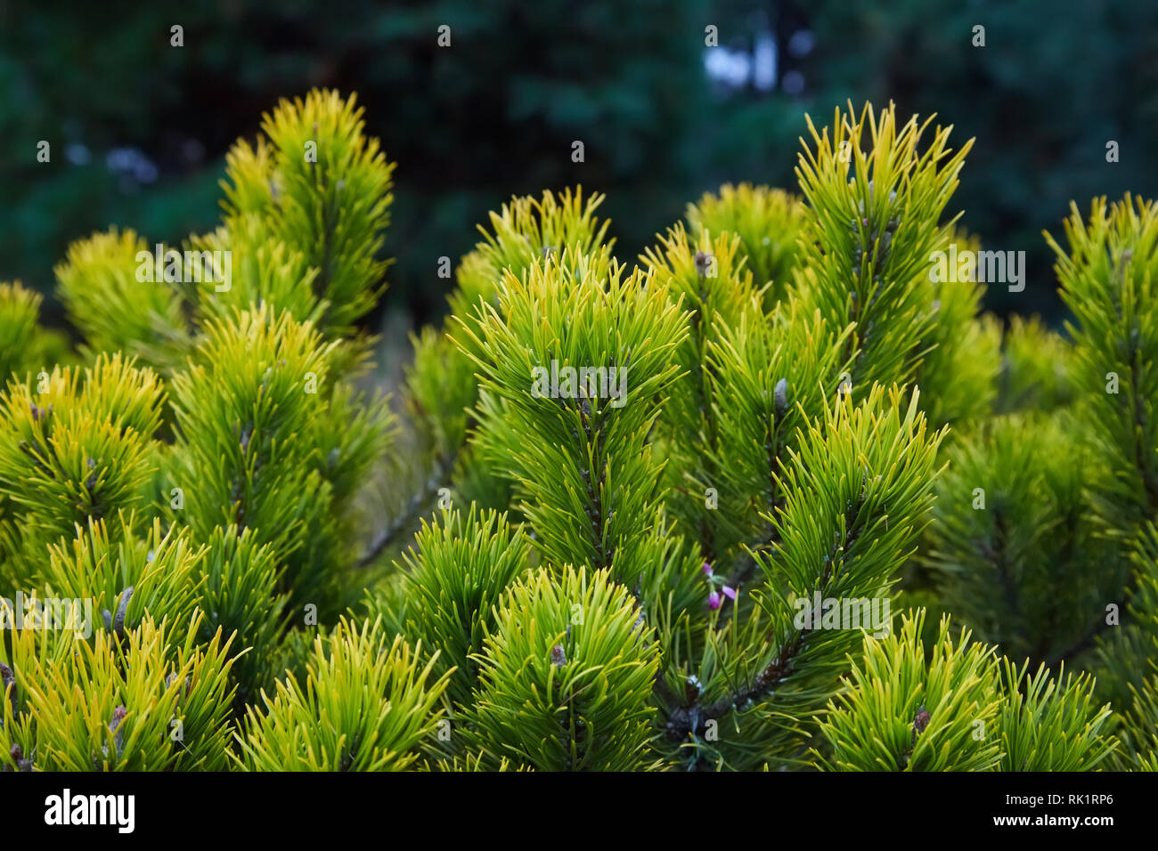 Young Douglas Fir Trees High Resolution Stock Photography and Images ...