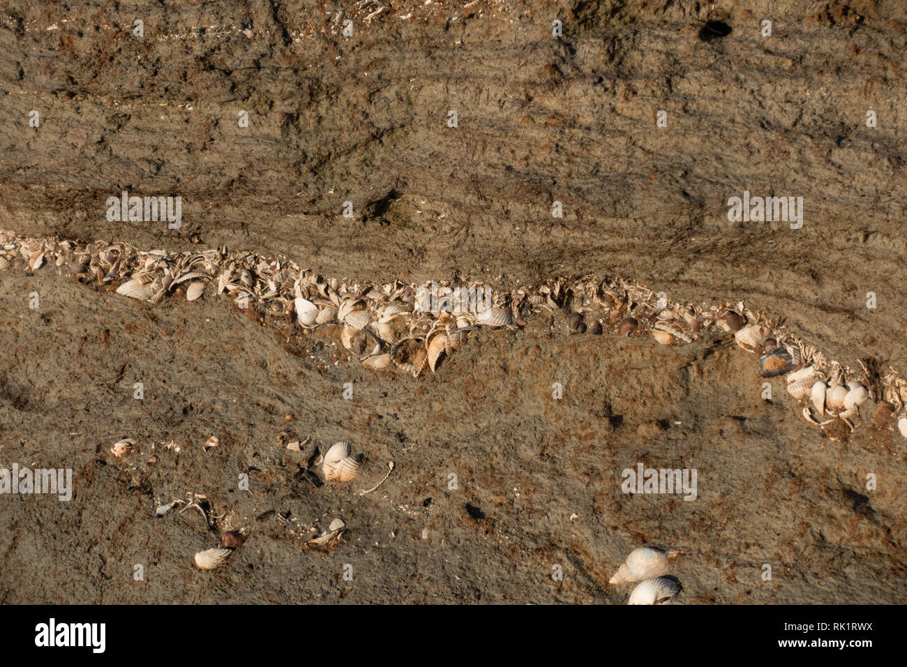 Layer of Old Mollusc shells embedded in silt. Wassenmeer National Park ...