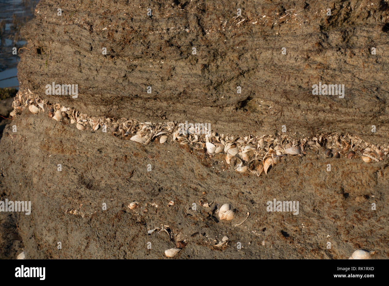 Layer of Old Mollusc shells embedded in silt. Wassenmeer National Park ...