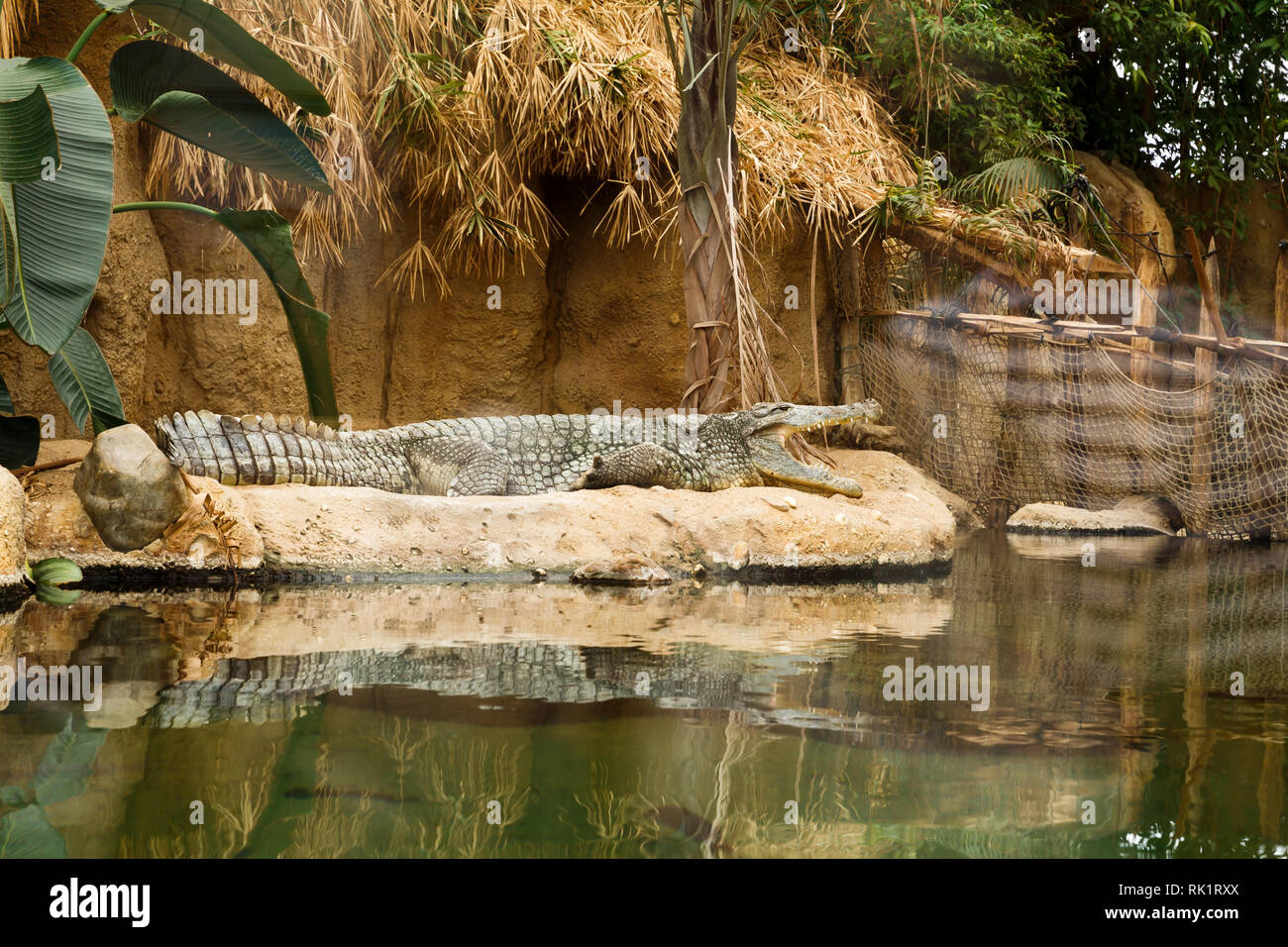 The crocodile relaxing at the water Stock Photo - Alamy