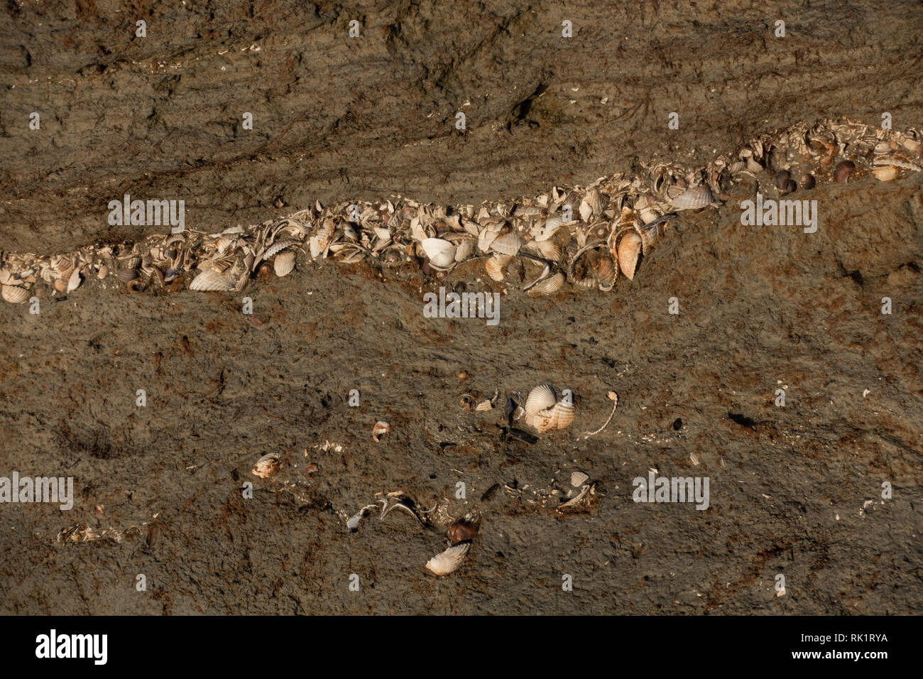 Layer of Old Mollusc shells embedded in silt. Wassenmeer National Park ...