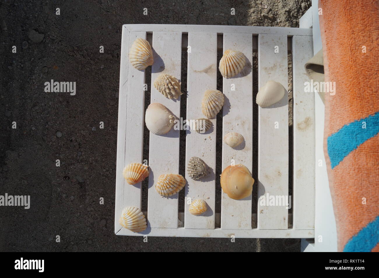 Seashells shells on white hi-res stock photography and images - Alamy