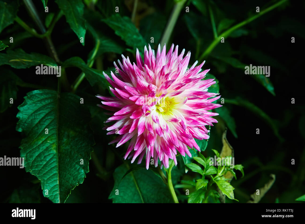 Close up magenta (pink) dahlia flower growing outdoors on a dark ...