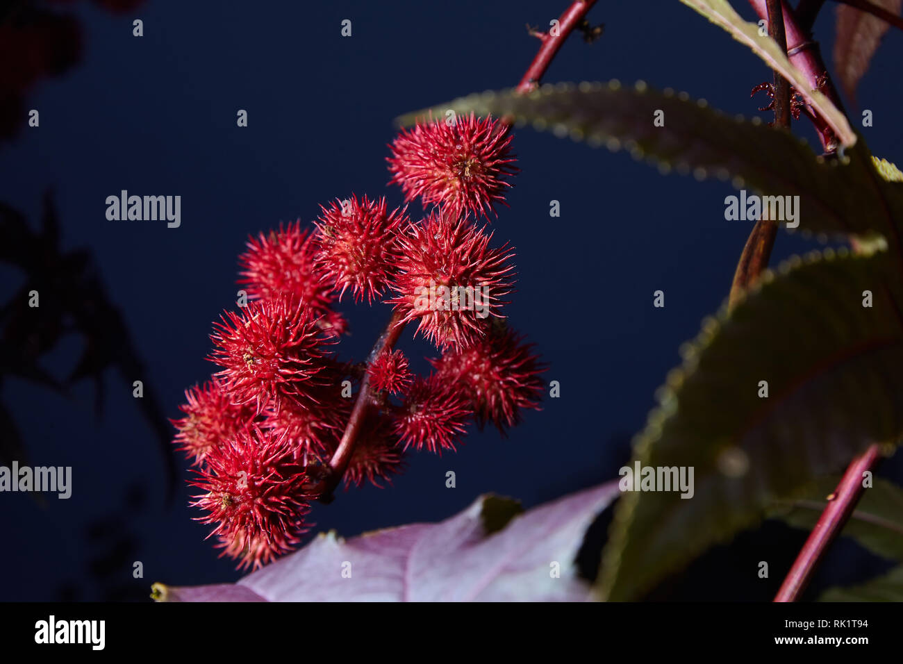 Castor oil fruits hi-res stock photography and images - Alamy