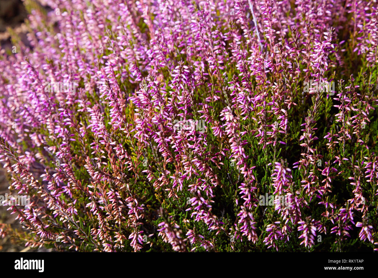 Calluna vulgaris (known as common heather, ling, or simply heather ...