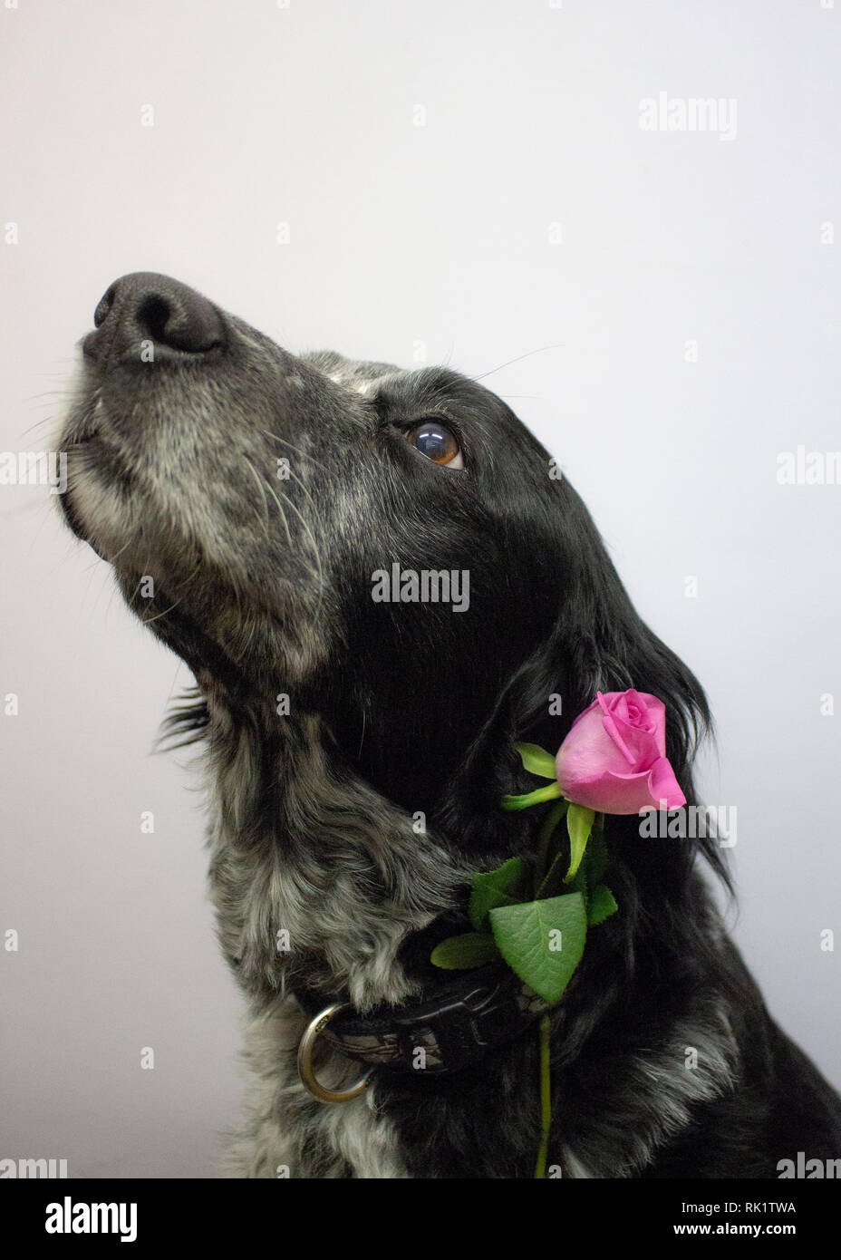 Tig the dog poses with pink rose for Valentine's day Stock Photo - Alamy