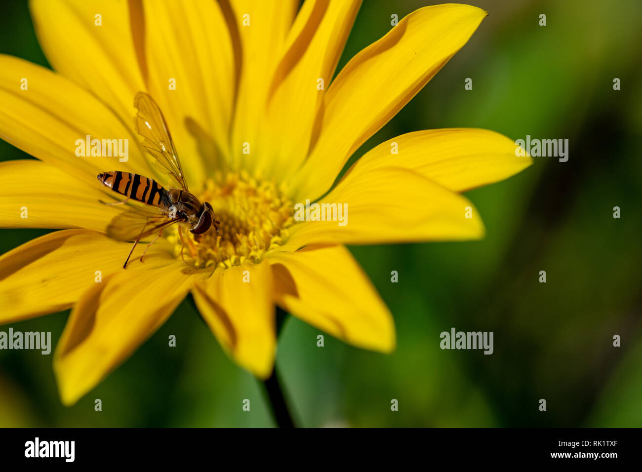 Hoverfly, also known as a flower fly, or syrphid flies, collecting ...