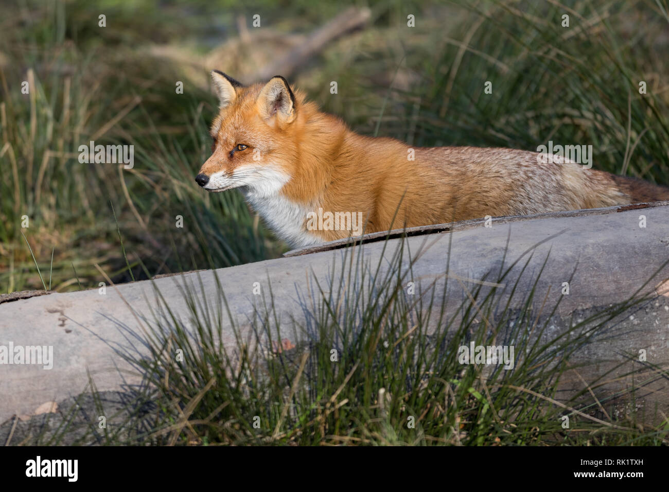 Red fox in the forest Stock Photo - Alamy