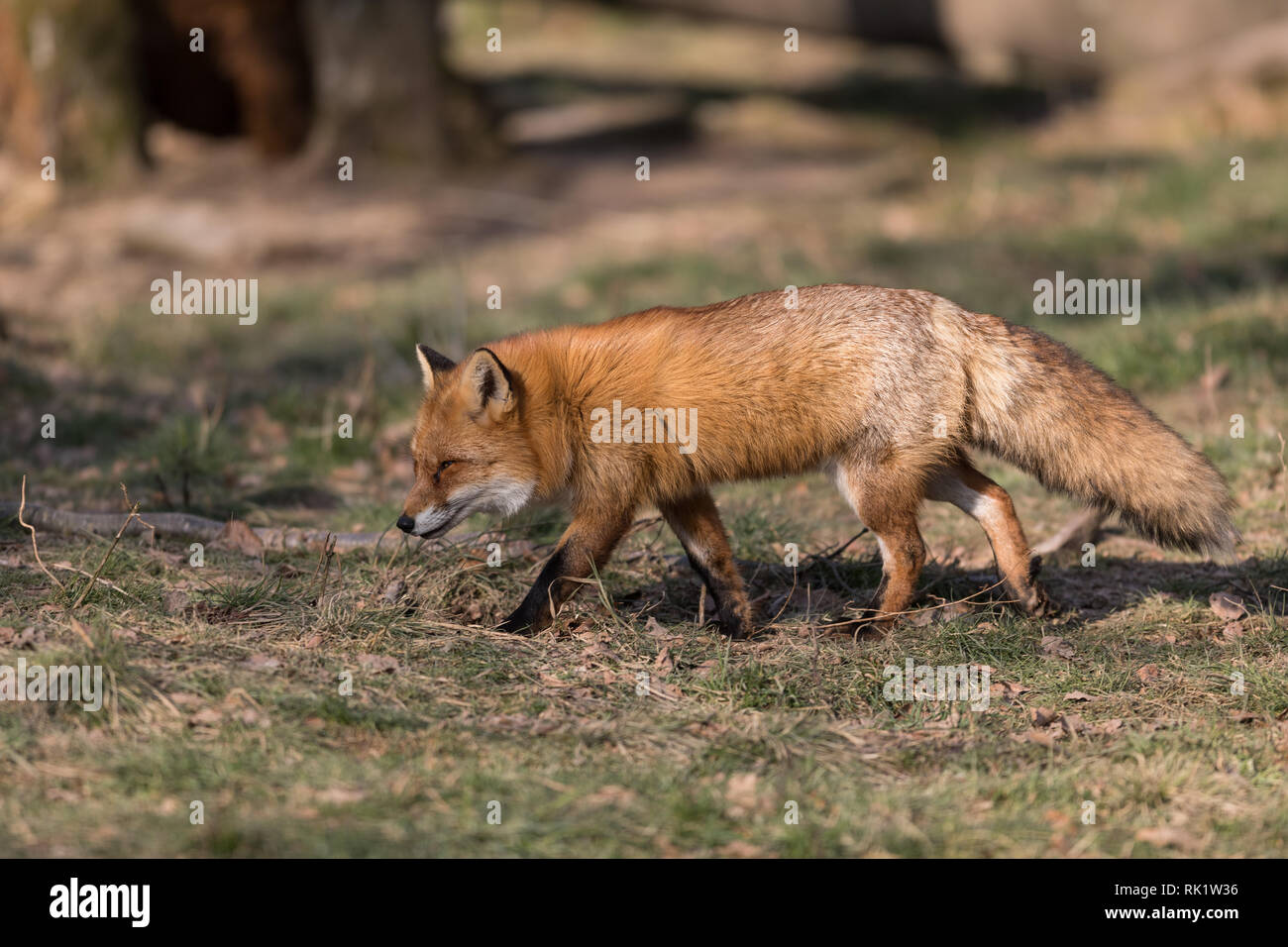 Red fox in the forest Stock Photo - Alamy
