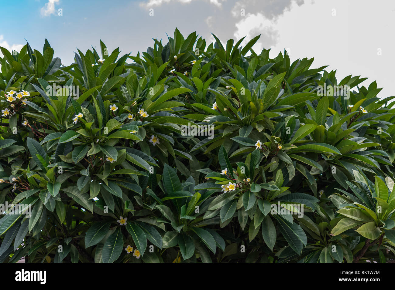 Indian laurel hi-res stock photography and images - Alamy