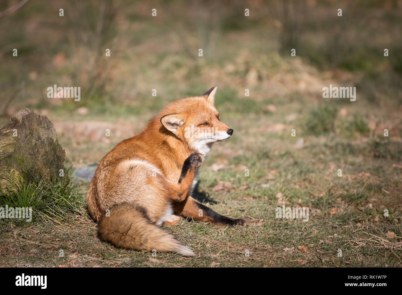 Red fox in the forest Stock Photo - Alamy
